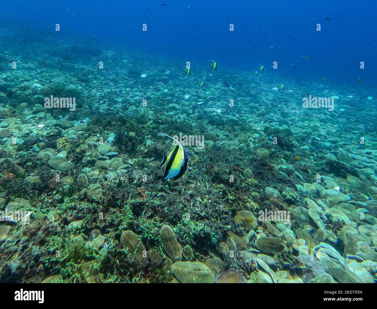 Anton raharjo hi-res stock photography and images - Alamy