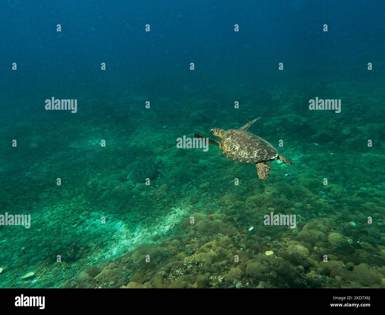 A view of underwater marine life of green turtle (Chlonia mydas ...