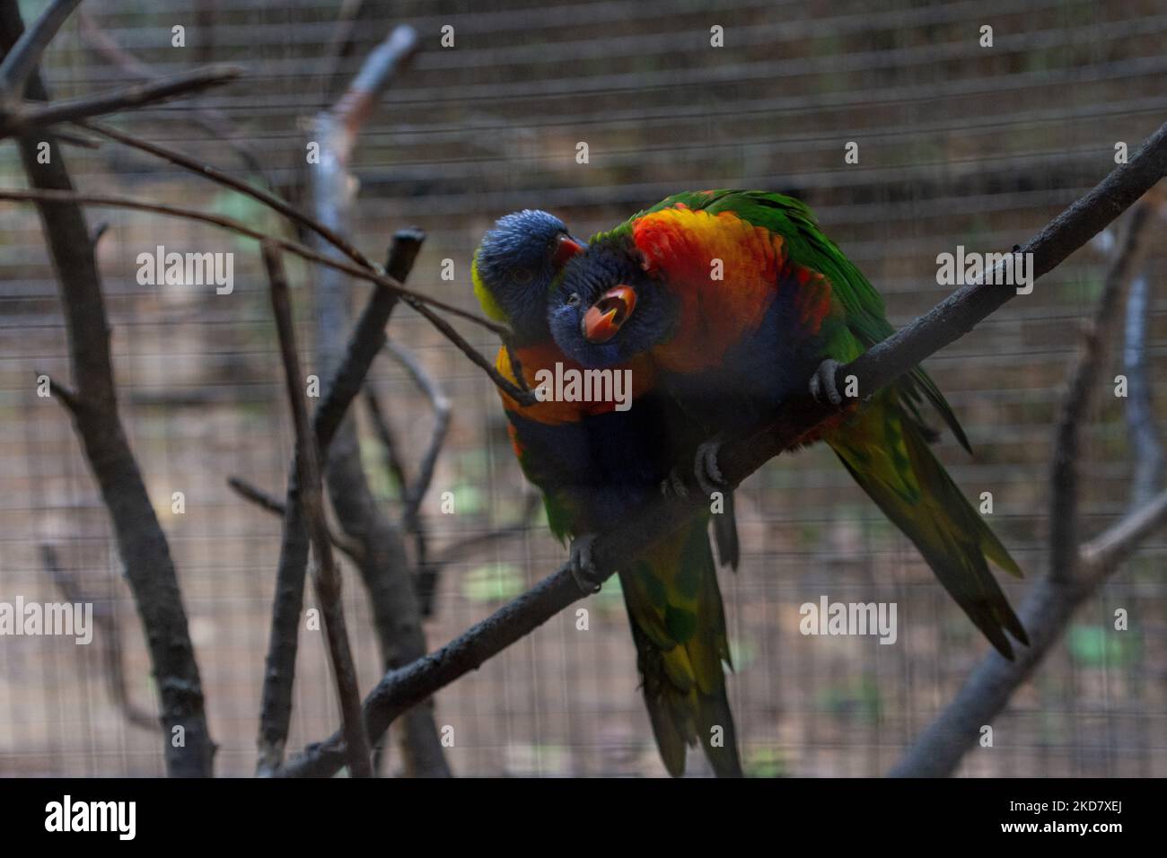 A loving couple of colorful cute loriini birds perched on the tree ...