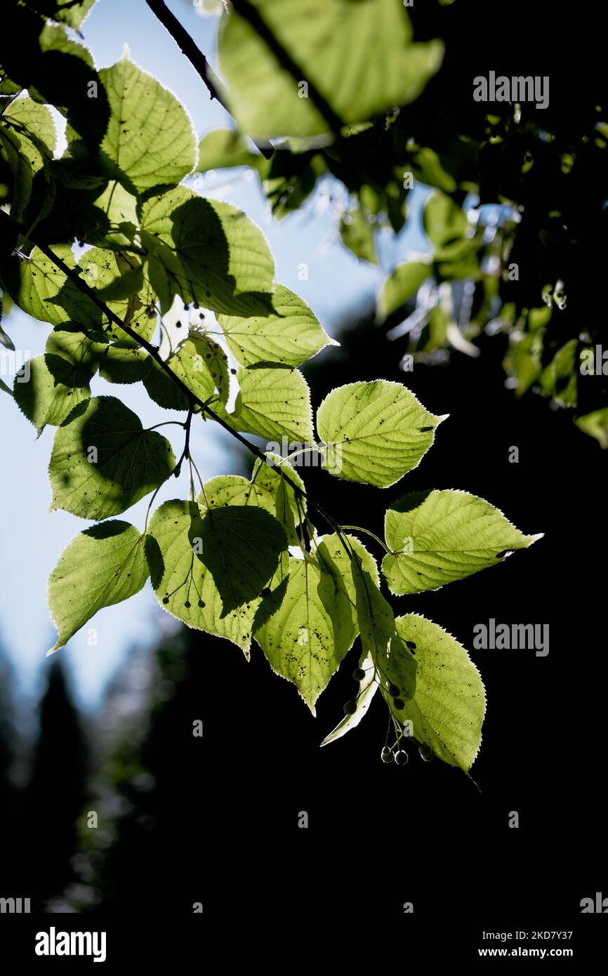 A vertical closeup shot of bright green leaves on a branch Stock Photo ...