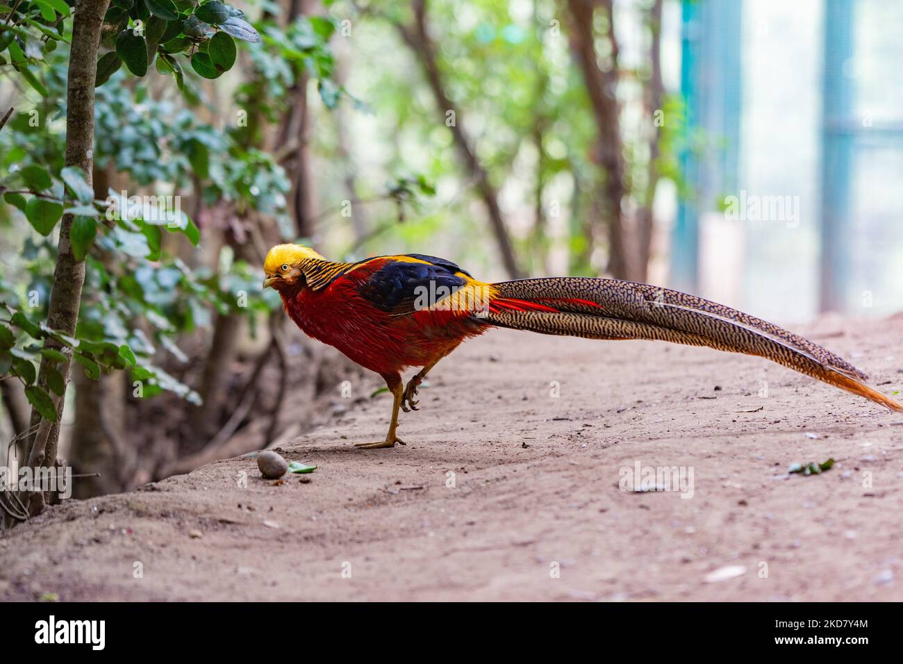 A golden pheasant perched on one leg on the ground Stock Photo - Alamy