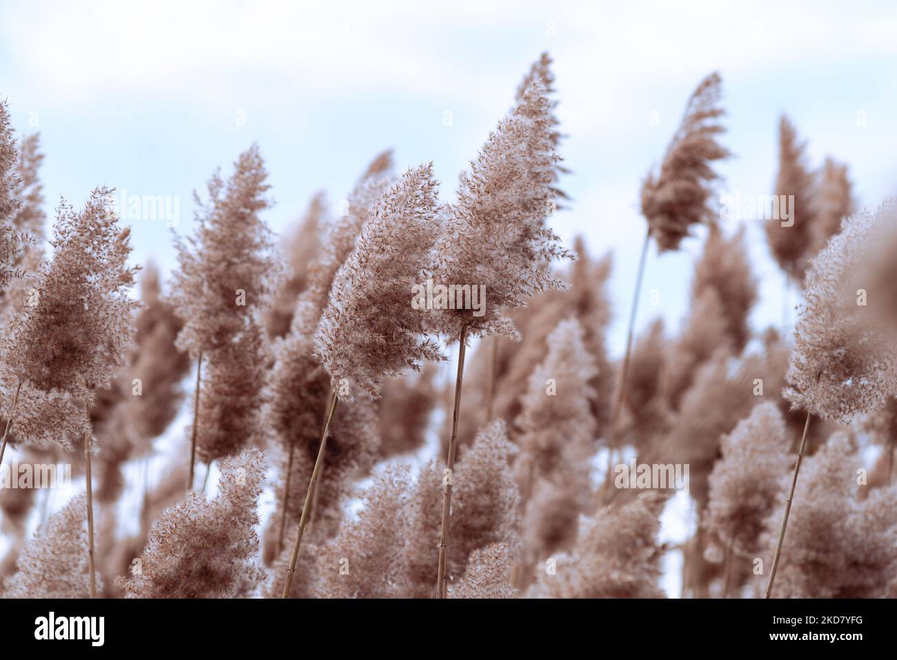 Phragmites australis pretty dried up common reed in autumn waving in ...