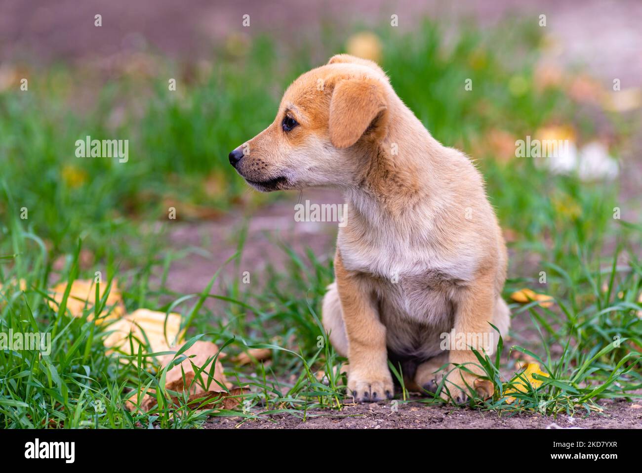 two dogs puppy sit on a wooden pad in the countryside rural blue wall ...