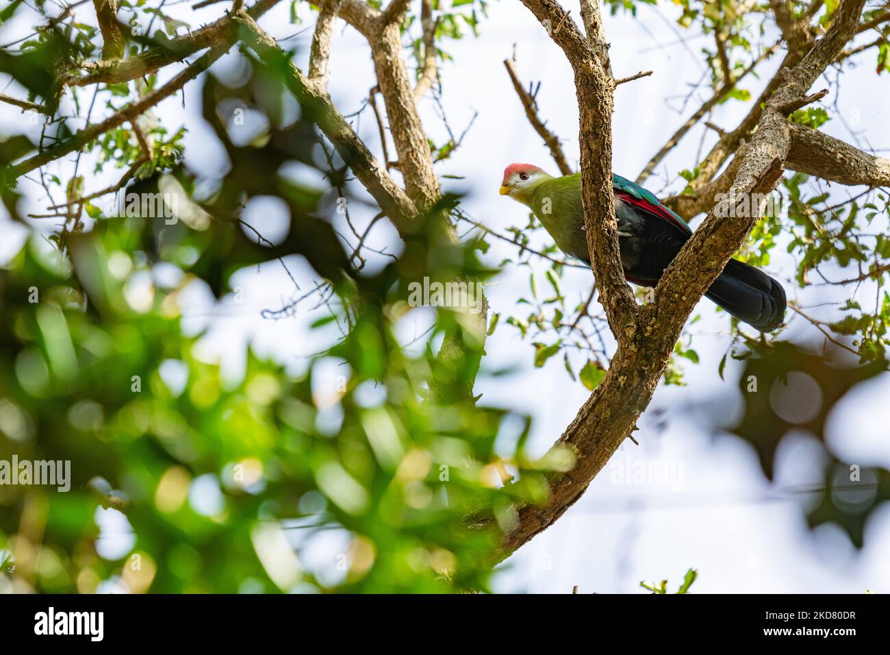 A cute red-crested turaco perched on the green tree branch Stock Photo ...