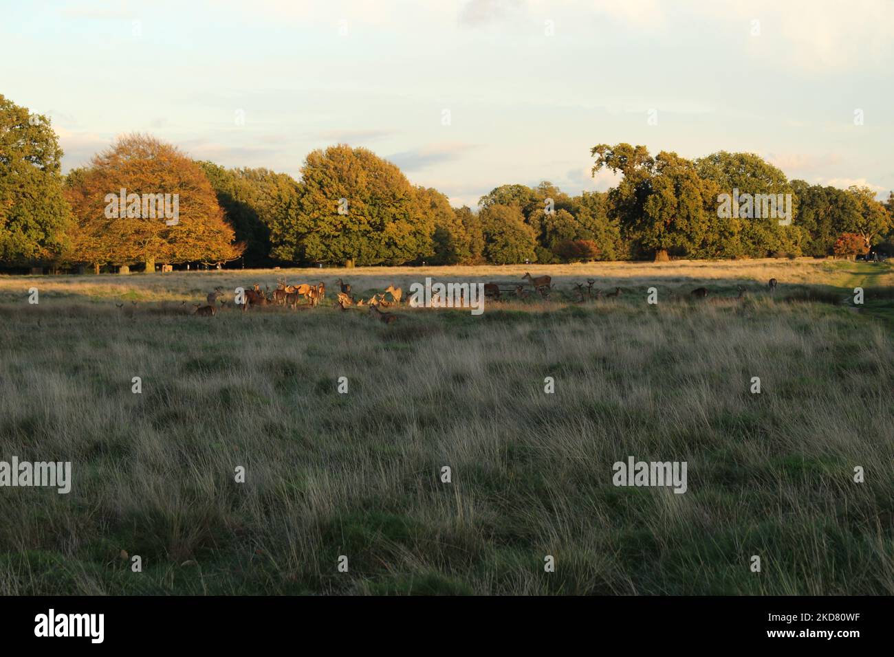 Late sun autumnal landscape horizon in Bushy Park. A heard of red deer ...