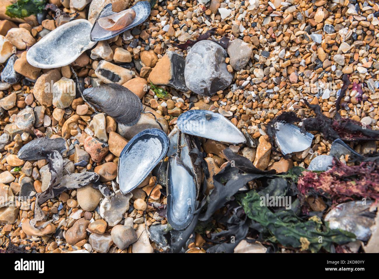 Empty Mussel shells (Mytilus edulis Stock Photo - Alamy