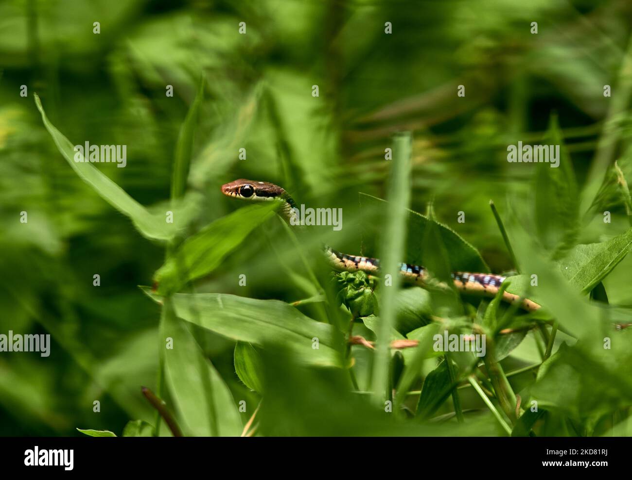A Common Bronzeback Tree Snake (Dendrelaphis tristis ) peeking through ...