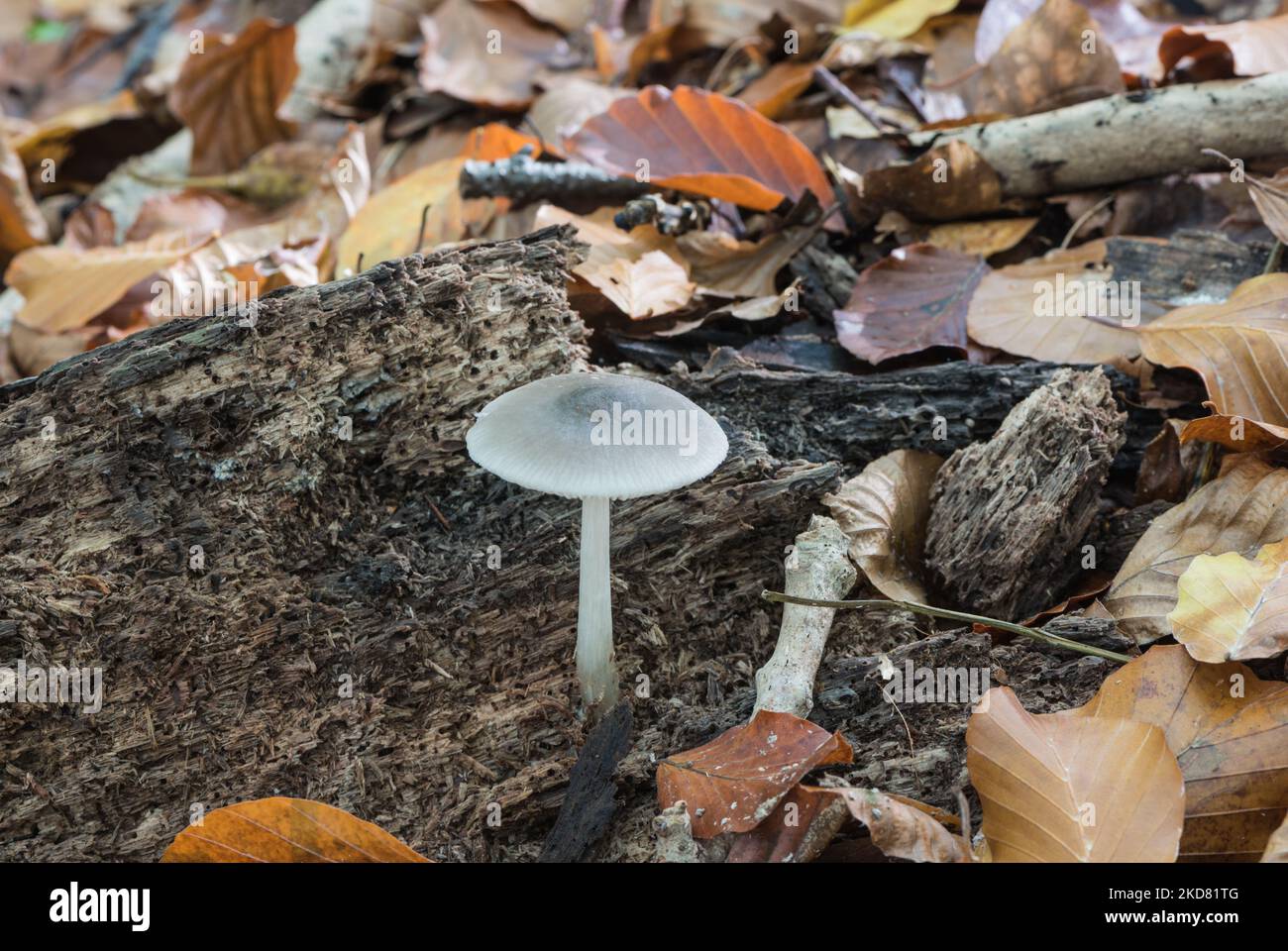 Fungus - Willow Shield (Pluteus salicinus Stock Photo - Alamy