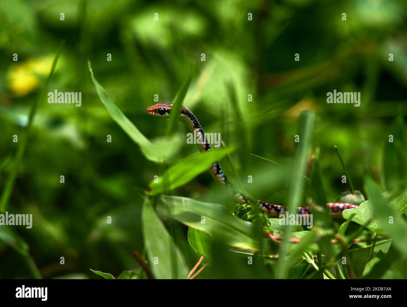 A Common Bronzeback Tree Snake (Dendrelaphis tristis ) peeking through ...