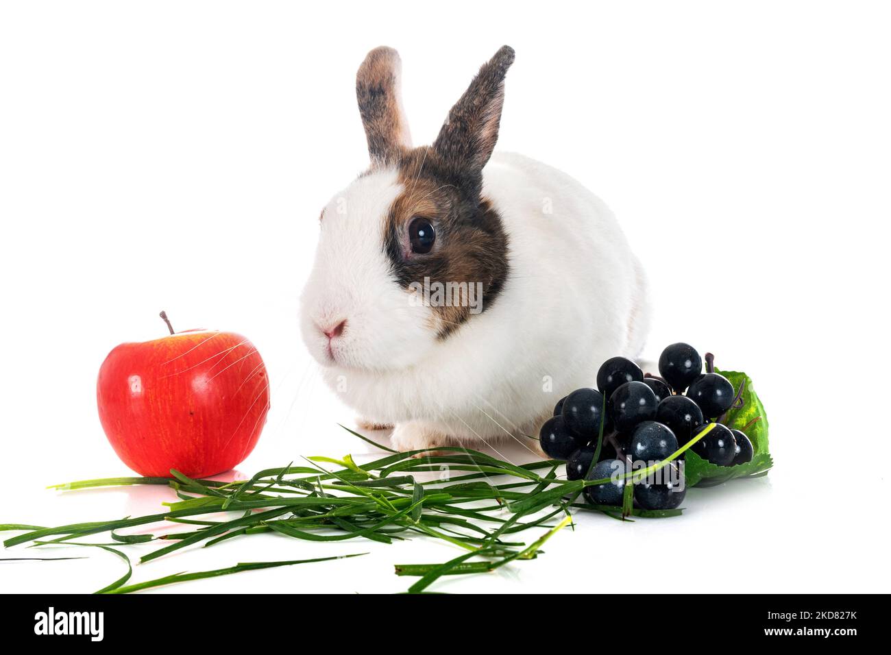 rex rabbit in front of white background Stock Photo - Alamy