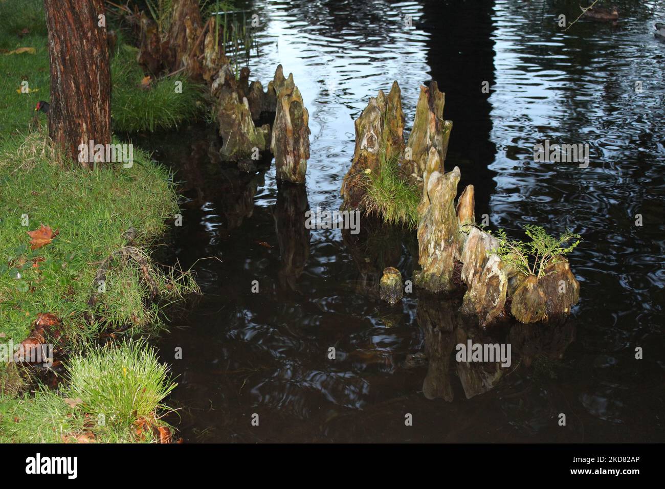 tree roots in water Stock Photo - Alamy