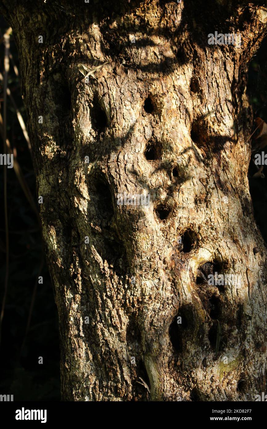 Close up of bark of an old olive tree with dimples in the stem and ...