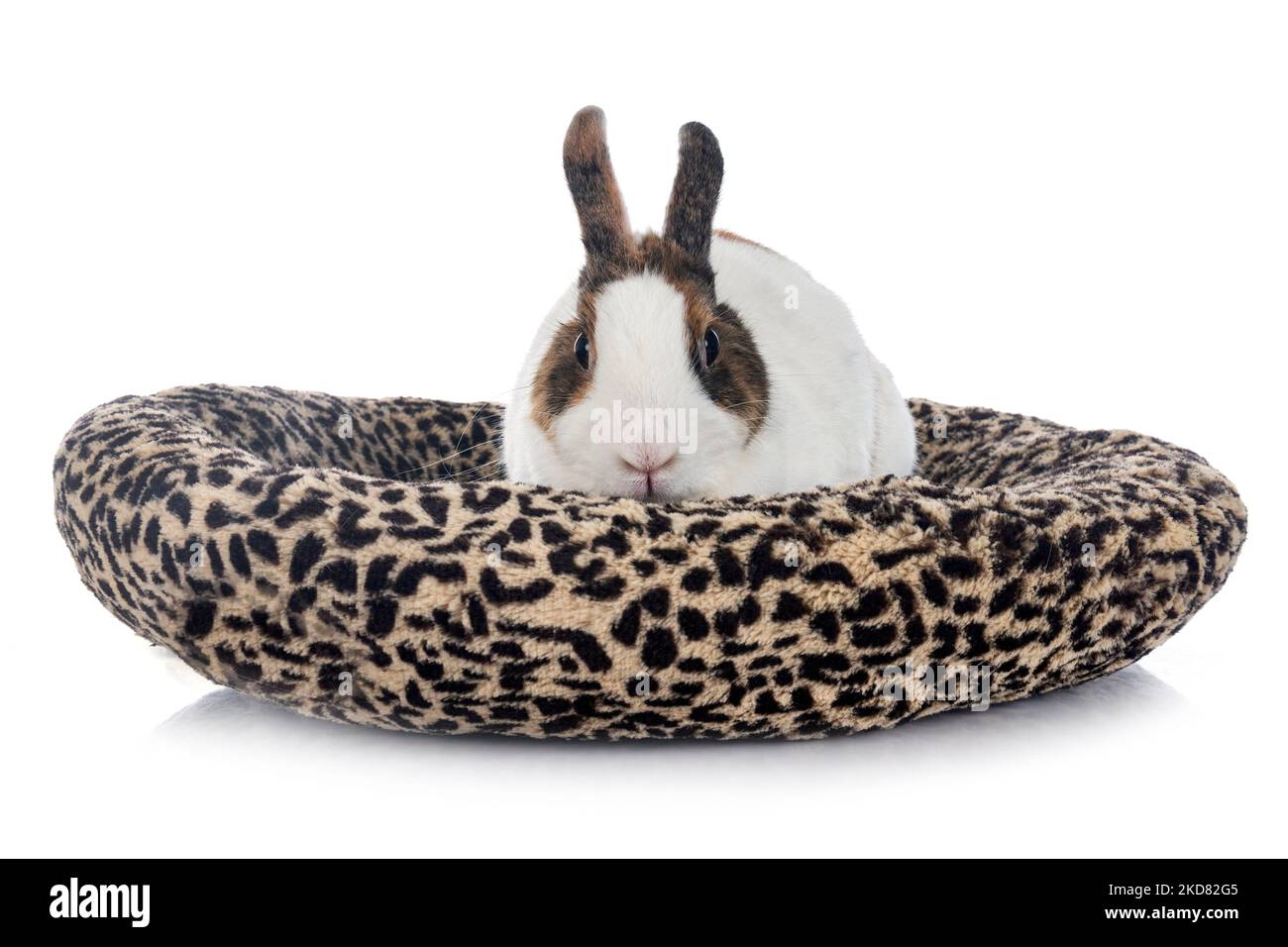 rex rabbit in front of white background Stock Photo - Alamy