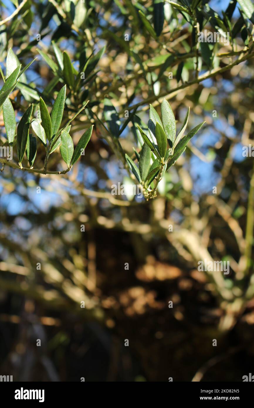 Olive tree leaves background with copy space showing green olive tree ...