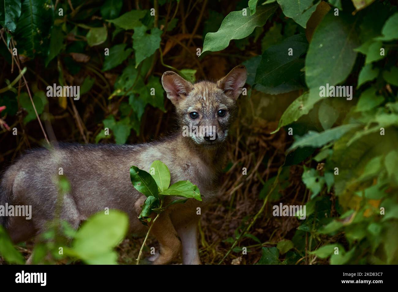 A baby golden jackal (Canis aureus) is peeking out of the jungle at ...