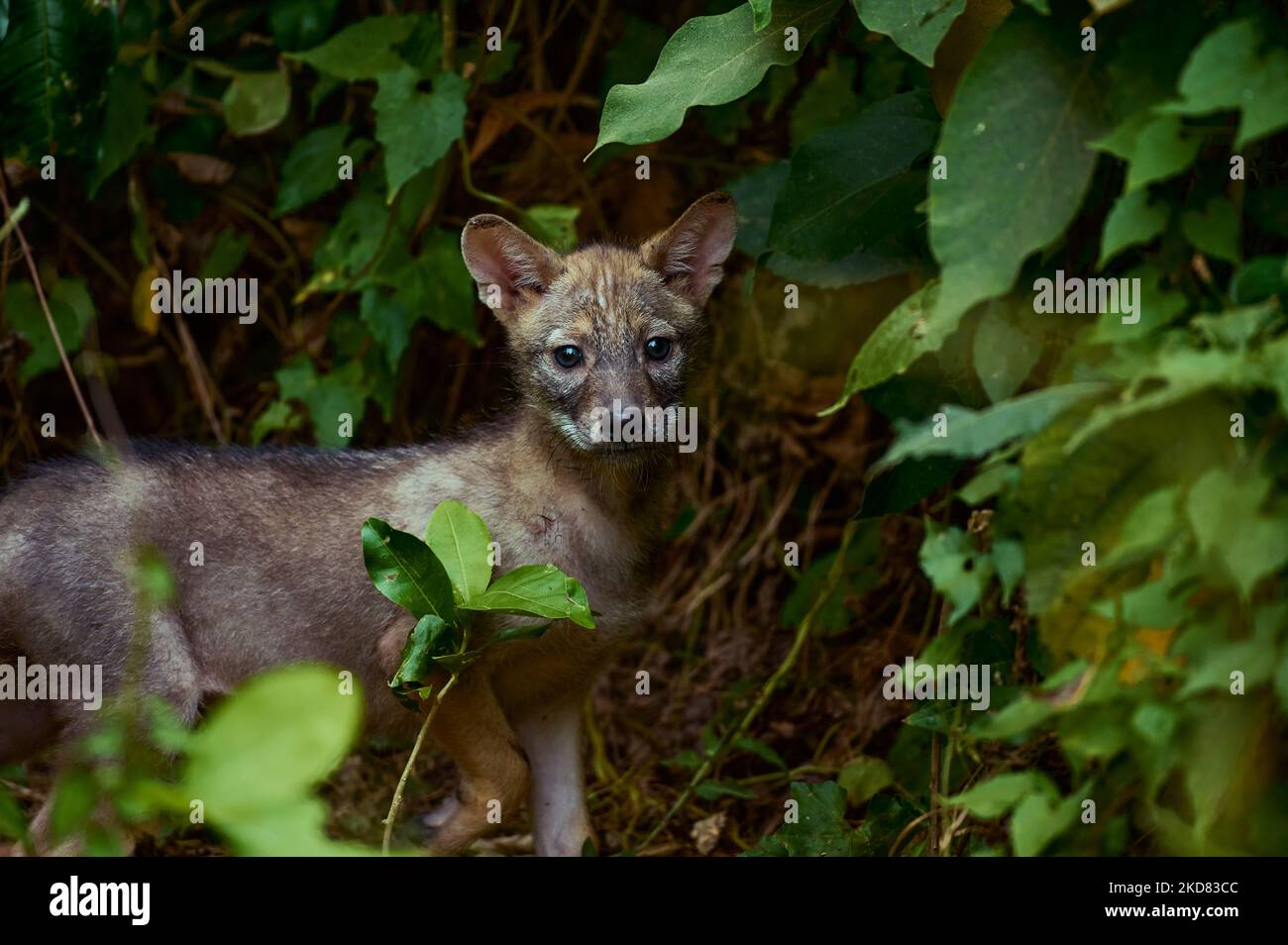 A baby golden jackal (Canis aureus) is peeking out of the jungle at ...