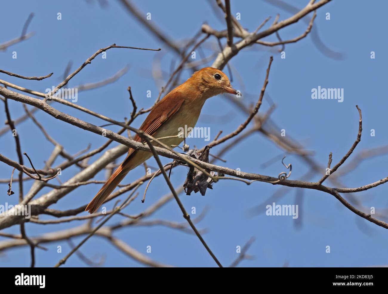 Casiornis rufus hi-res stock photography and images - Alamy