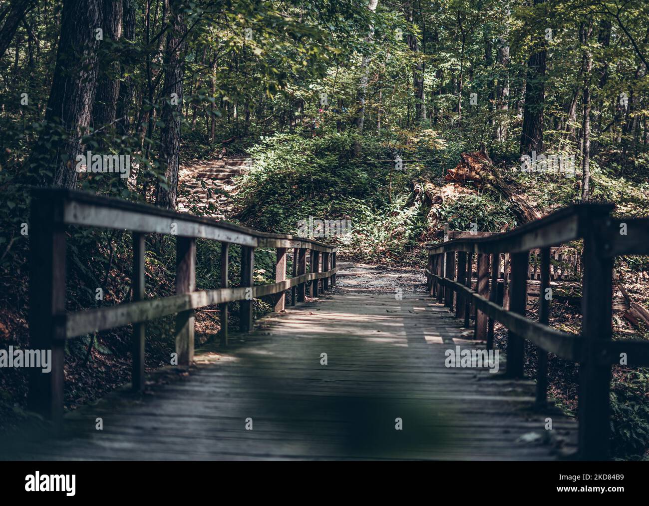 A wooden path on a bridge in a dense forest Stock Photo - Alamy