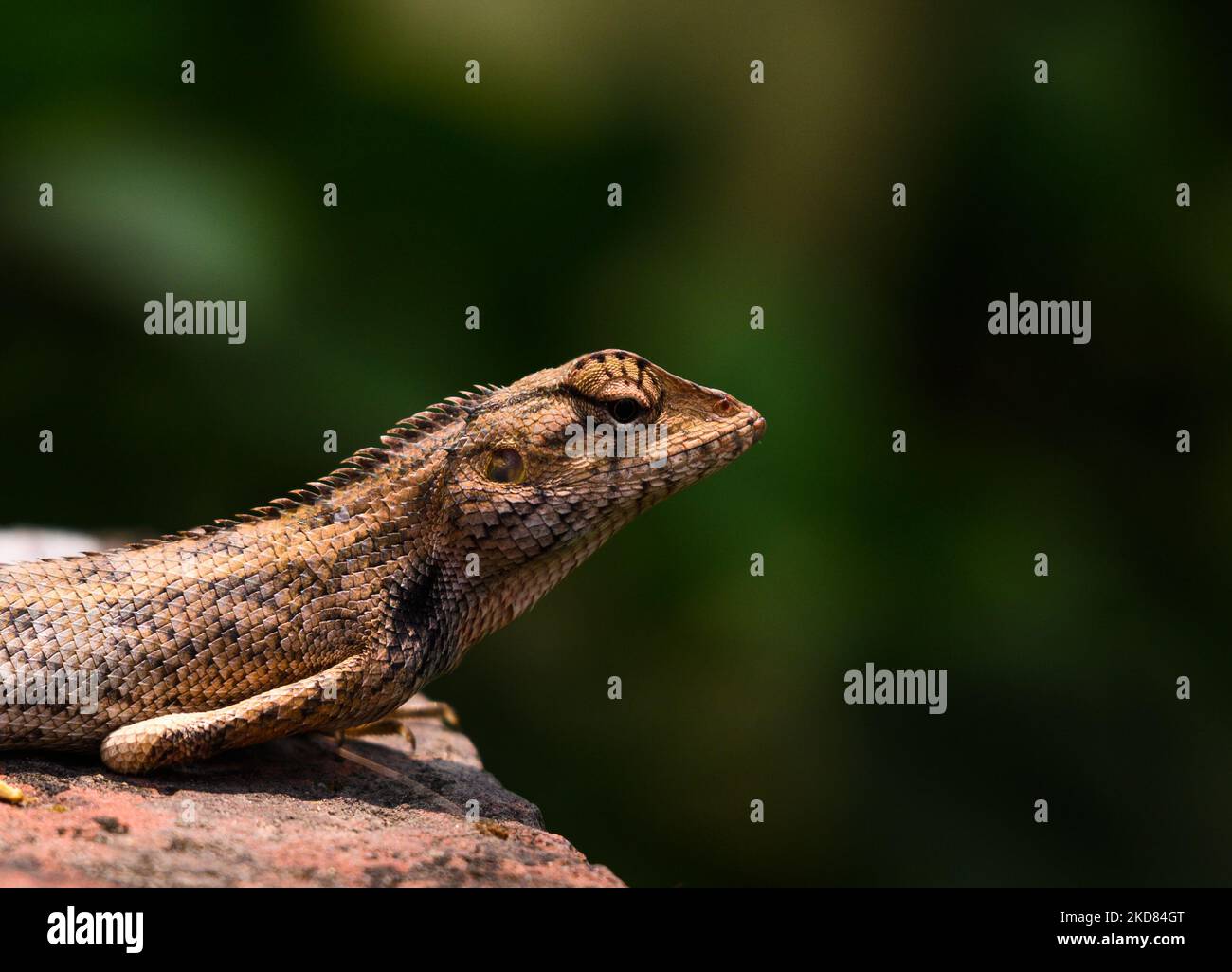 A garden lizard (Calotes versicolor) sunbathing in the noon and ...