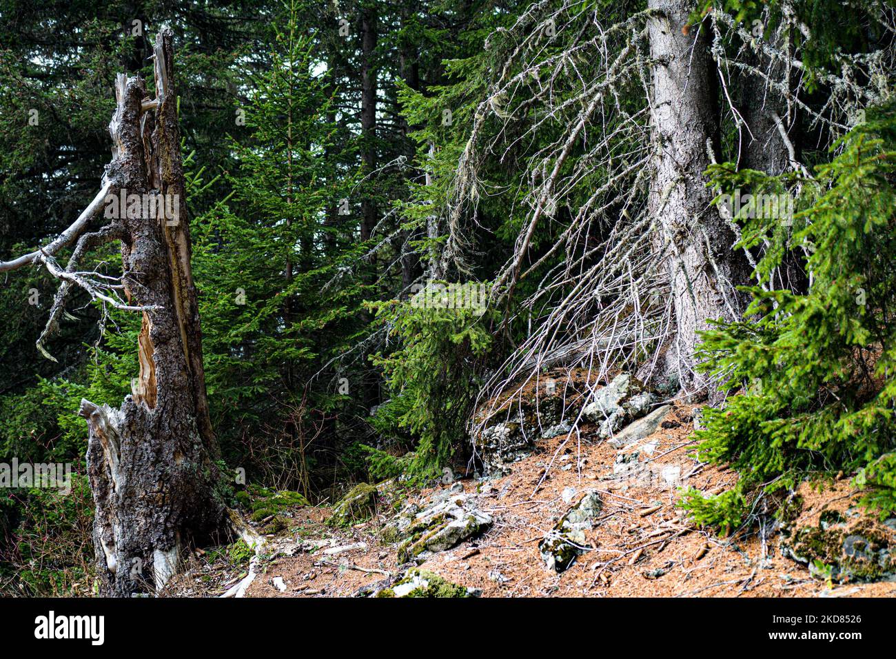 The tall green trees in the dense forest of Vaud Alps in Switzerland ...