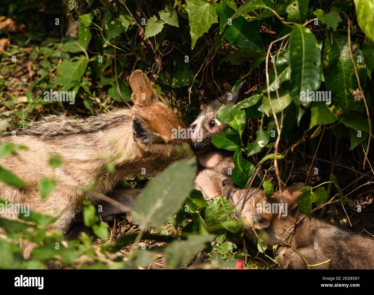 On the day of 52nd World Earth Day, two pups of a golden jackal (Canis ...
