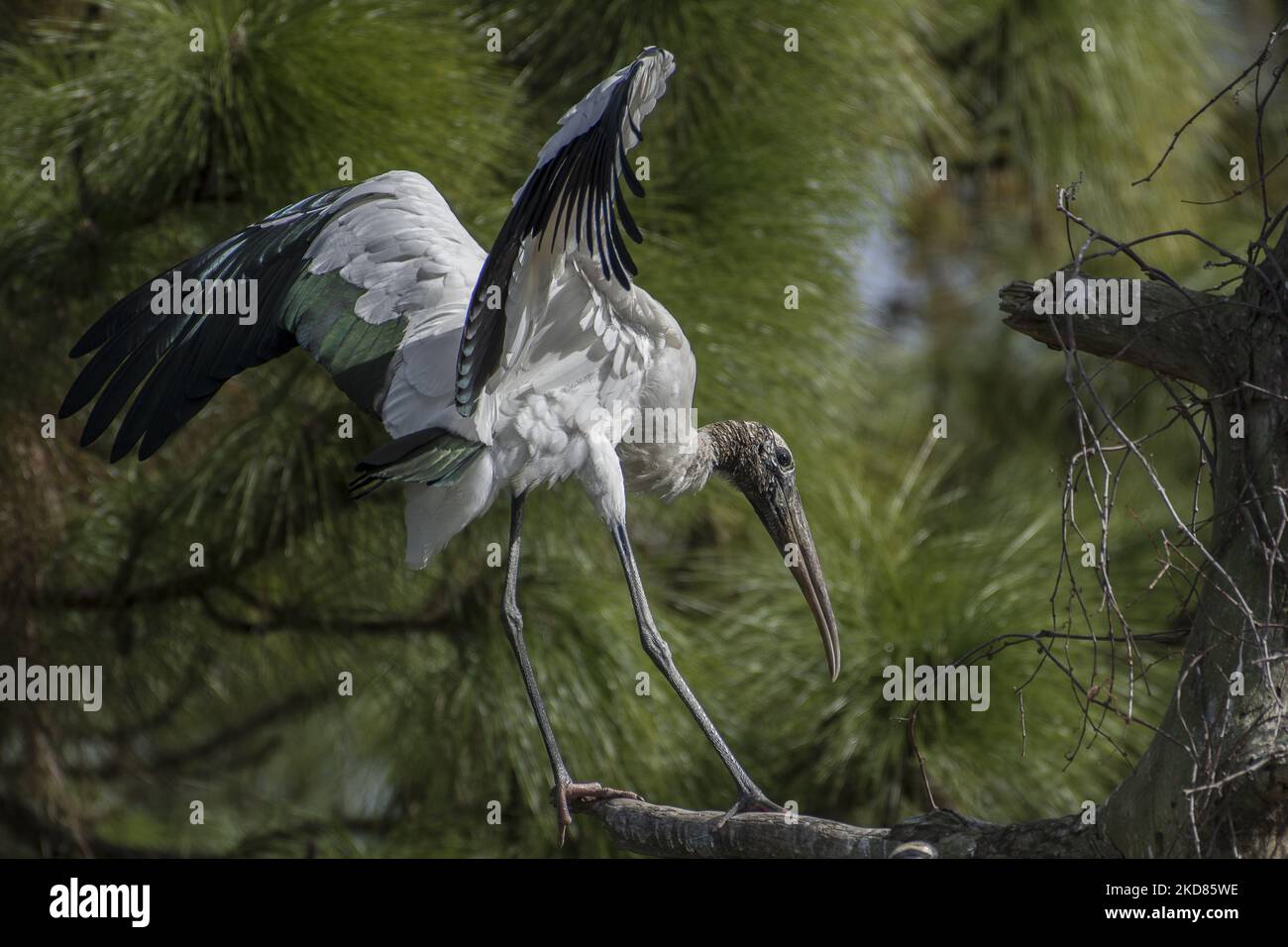The wood stork (Mycteria americana) is the only native species of stork ...