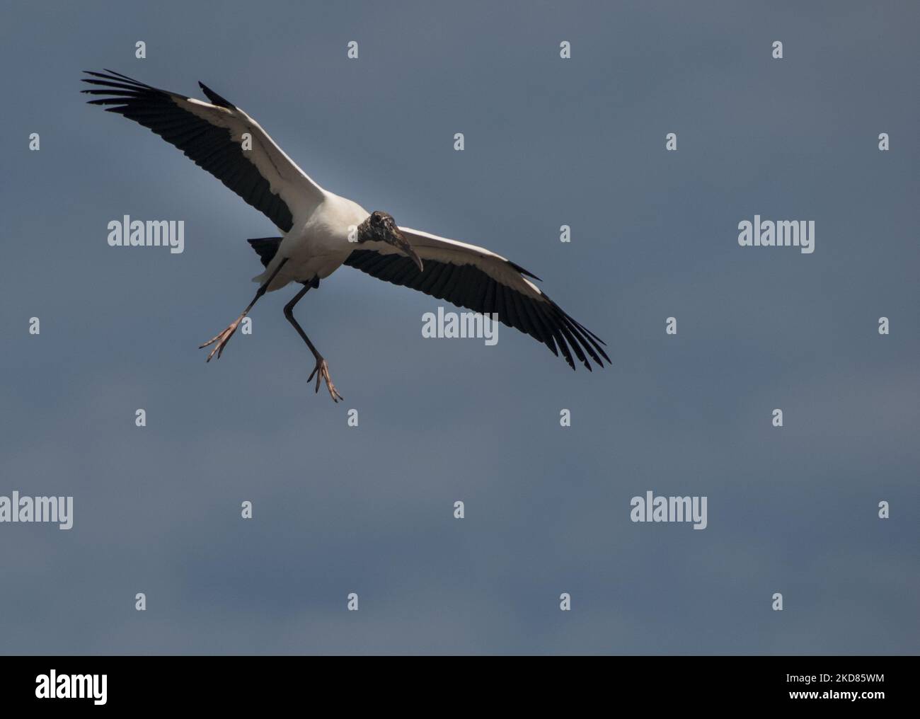 The wood stork (Mycteria americana) is the only native species of stork ...
