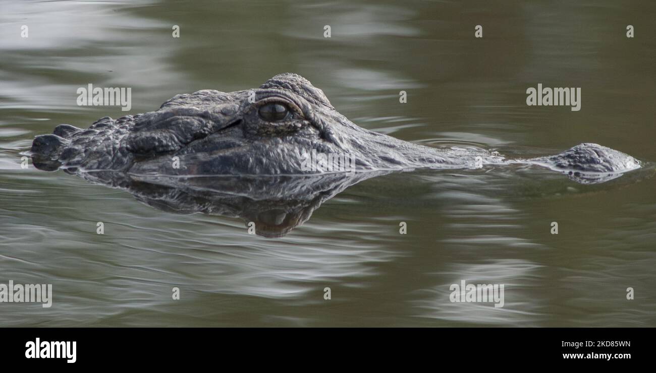 Crocodillion hi-res stock photography and images - Alamy