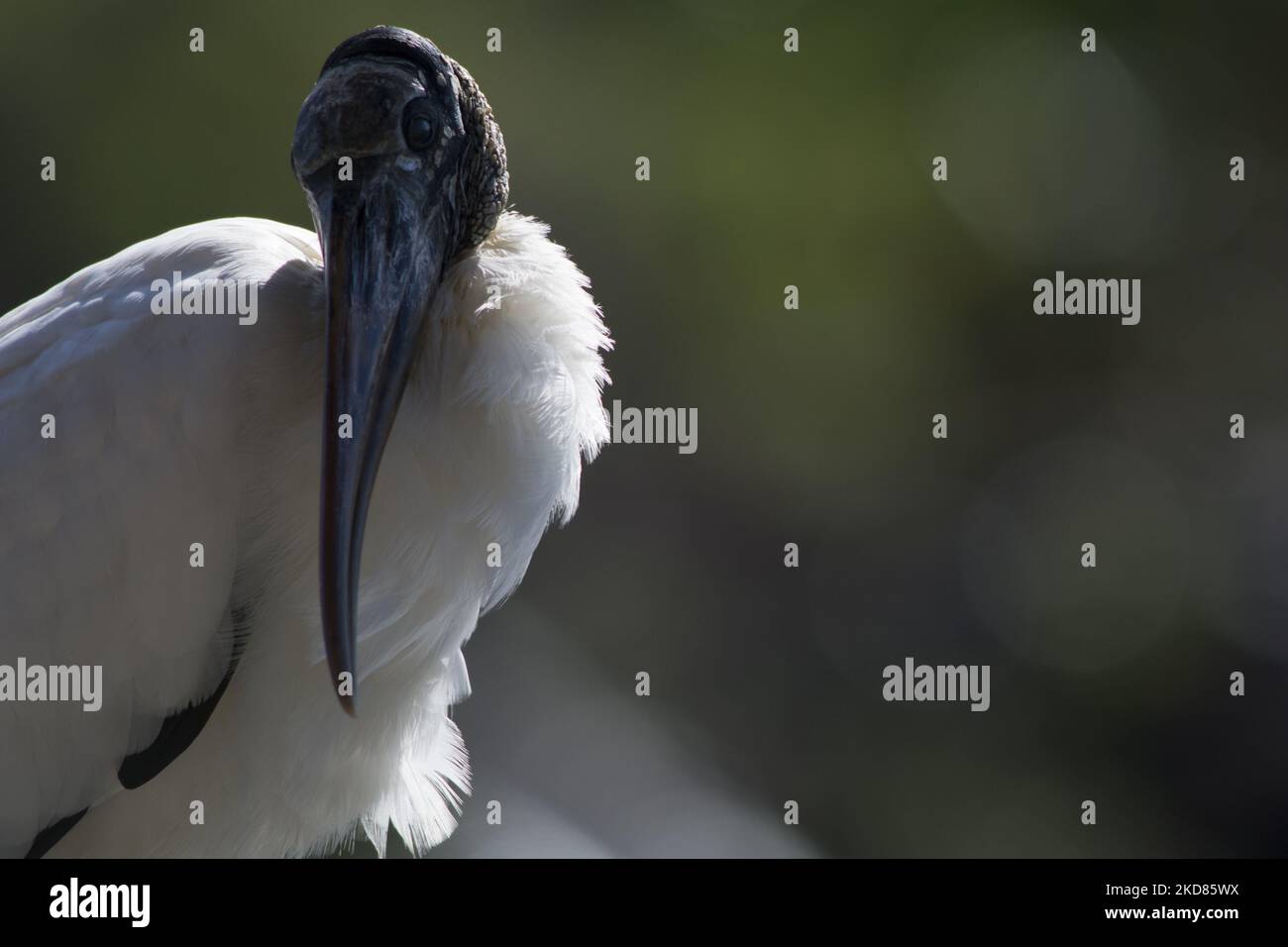 The wood stork (Mycteria americana) is the only native species of stork ...