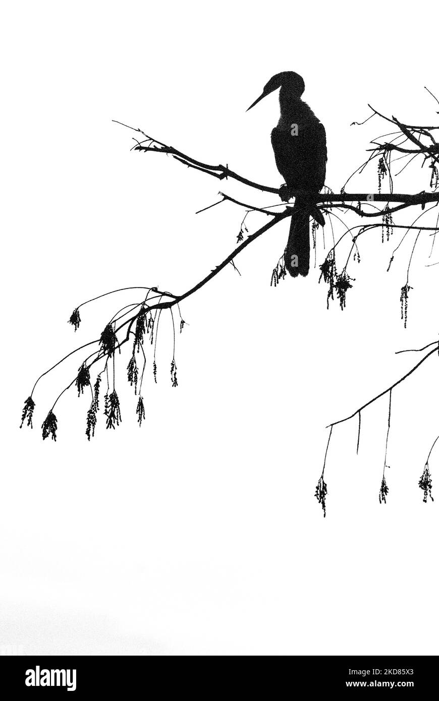 Dry wings Black and White Stock Photos & Images - Alamy