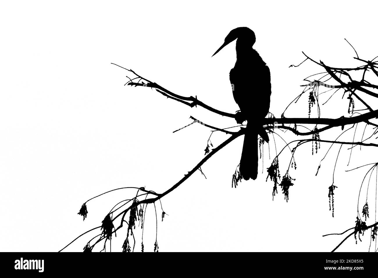 Dry wings Black and White Stock Photos & Images - Alamy