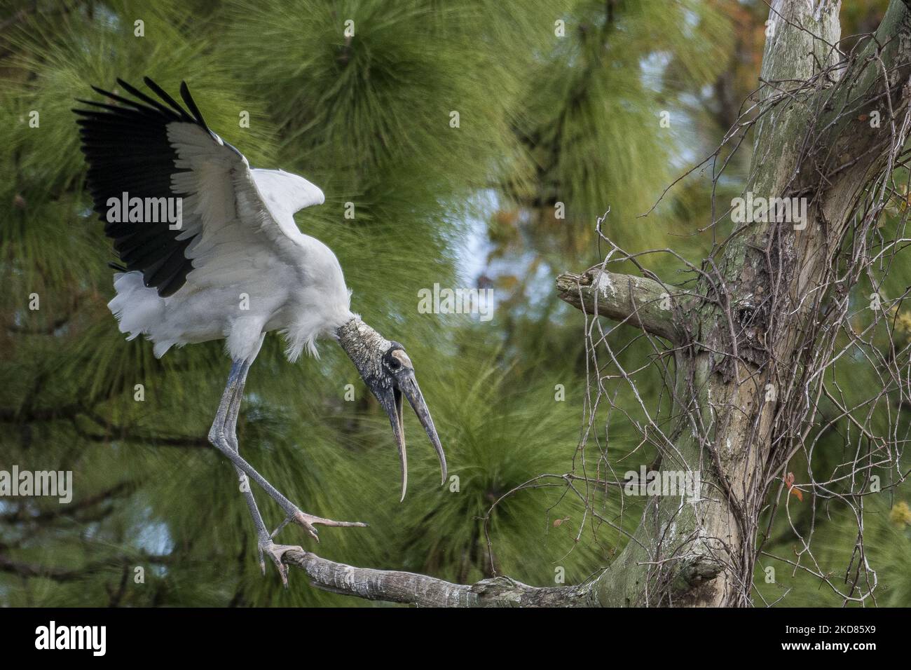 The wood stork (Mycteria americana) is the only native species of stork ...
