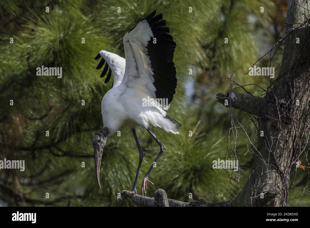 The wood stork (Mycteria americana) is the only native species of stork ...