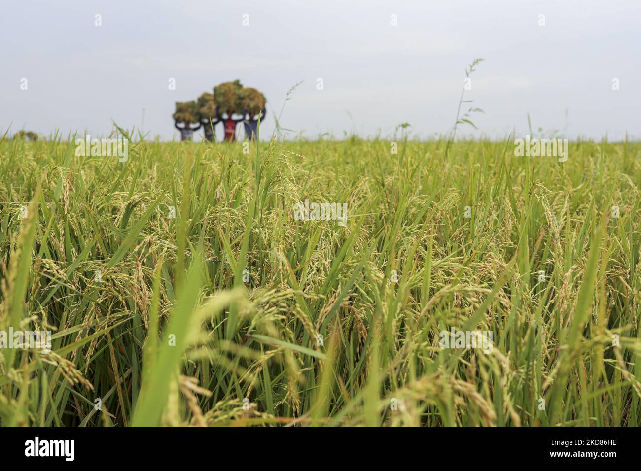 Farmers are harvesting paddy at a flooded field in a Haor at Sunamganj ...