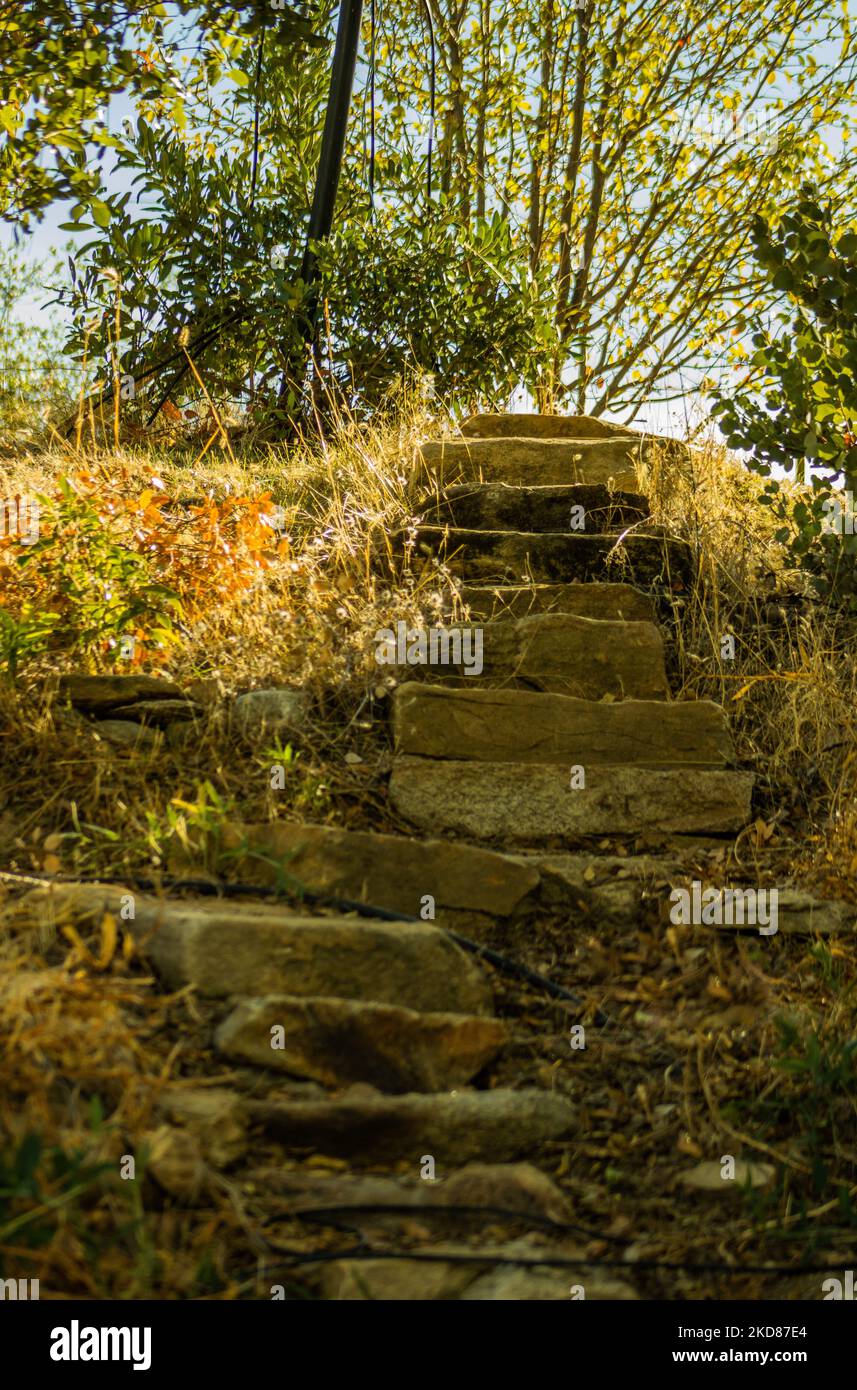 A selective of old stone steps in an overgrown forest under the ...