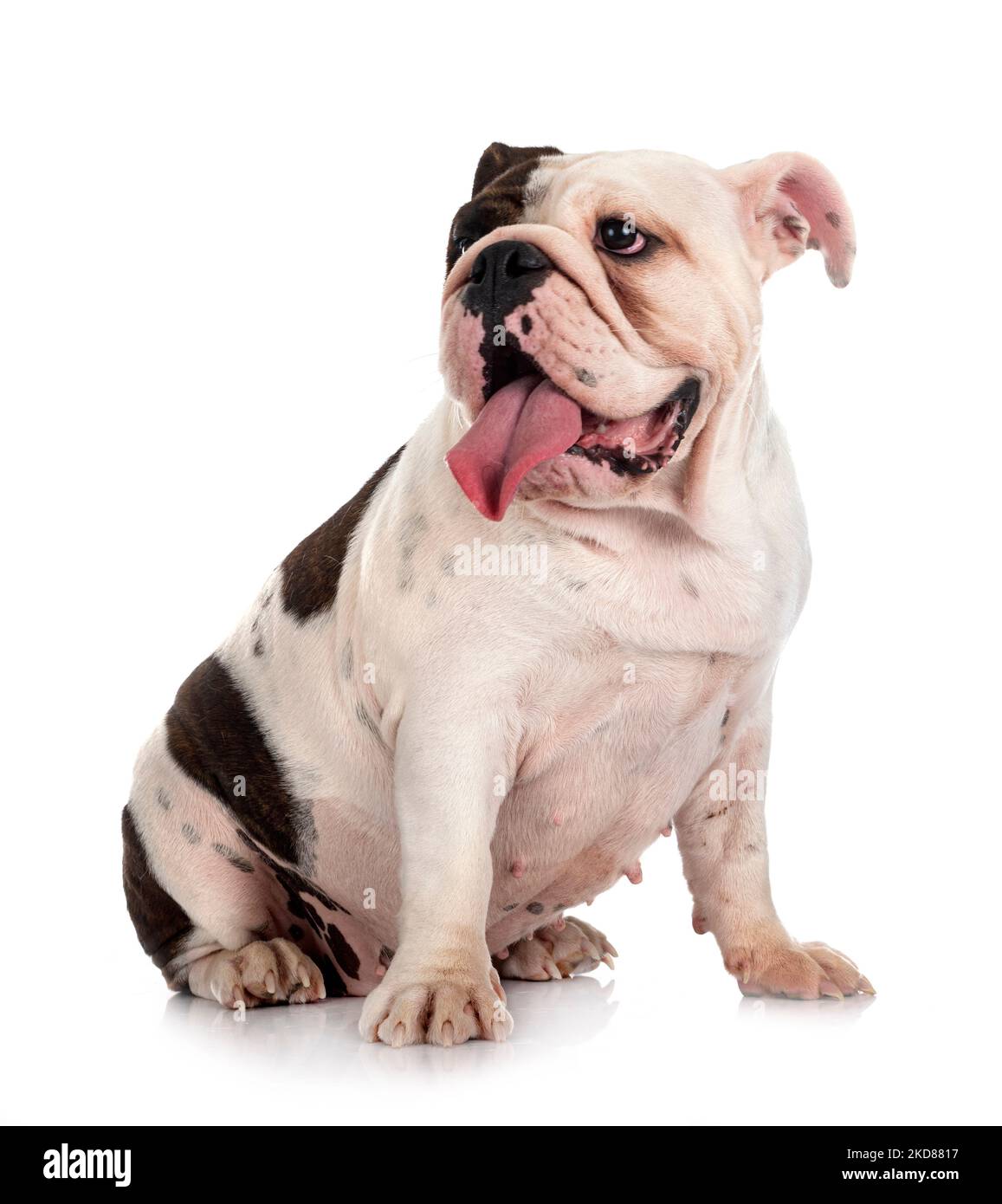 english bulldog in front of white background Stock Photo - Alamy