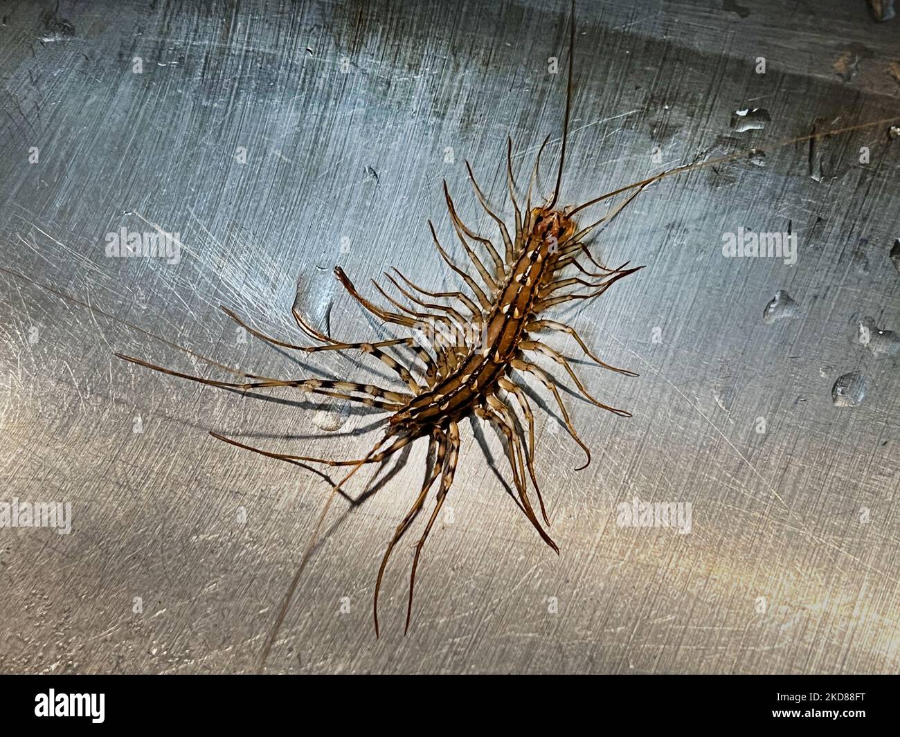 The human centipede hi-res stock photography and images - Alamy