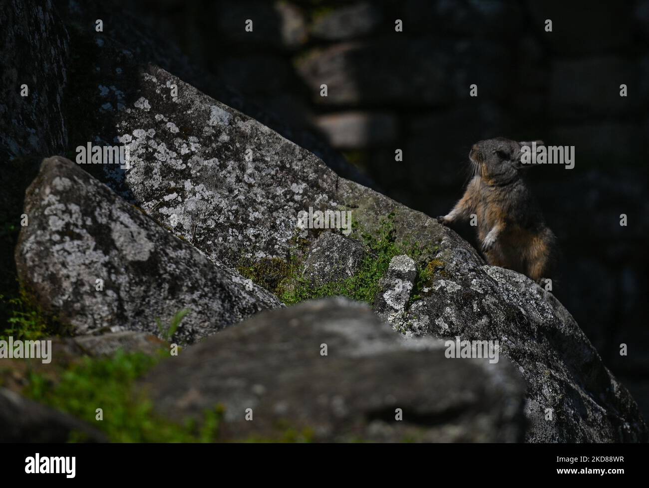 A chinchilla seen inside the ancient Inca city of Machu Picchu located ...