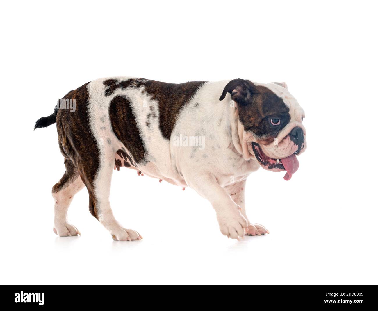 english bulldog in front of white background Stock Photo - Alamy