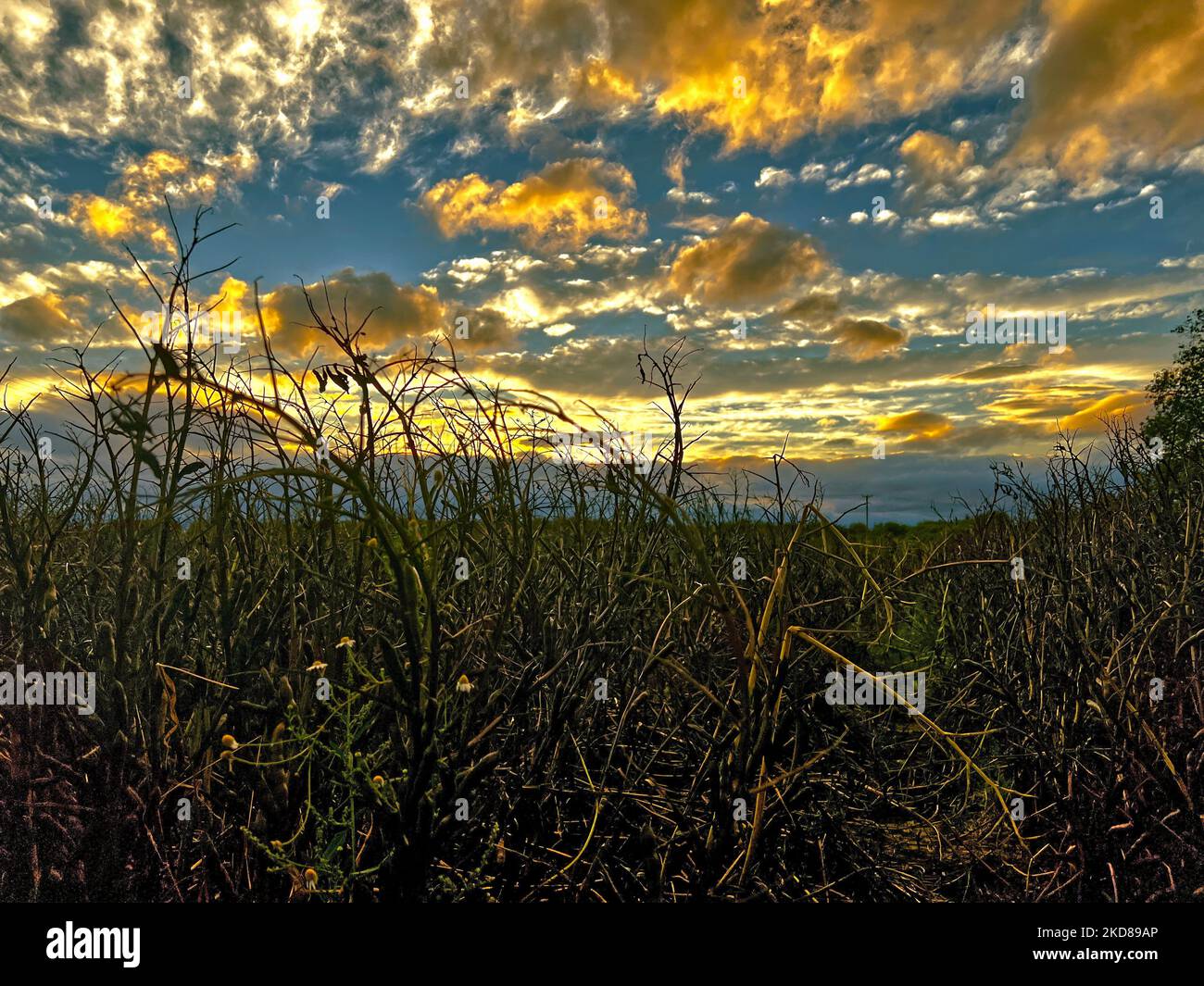 A harvest sunset falling over Kirk Bramwith, Doncaster, South Yorkshire ...