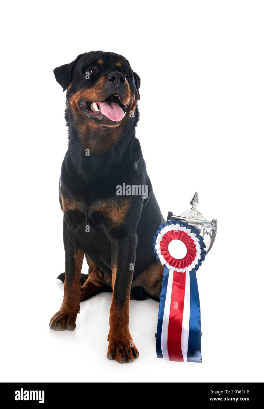 winner dog in front of white background Stock Photo - Alamy