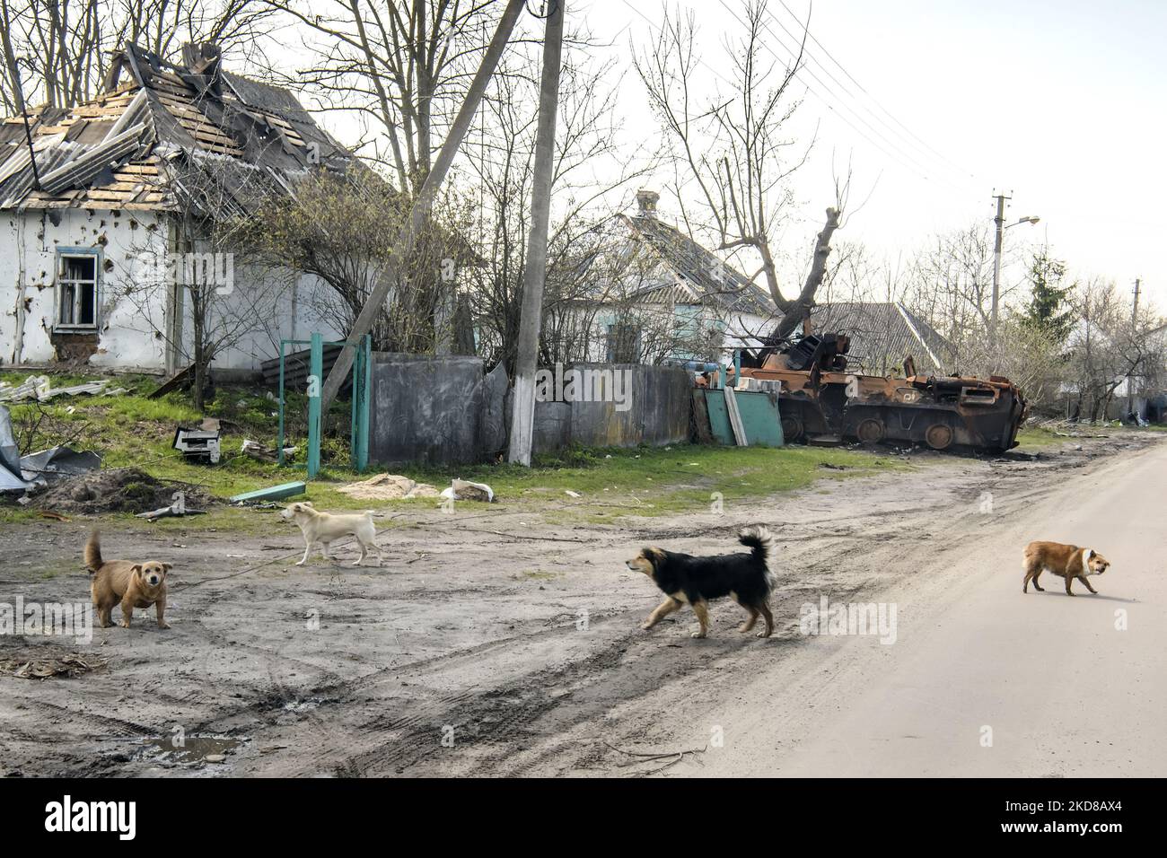 Homeless dogs near a destroyed russian military machinery on the street ...