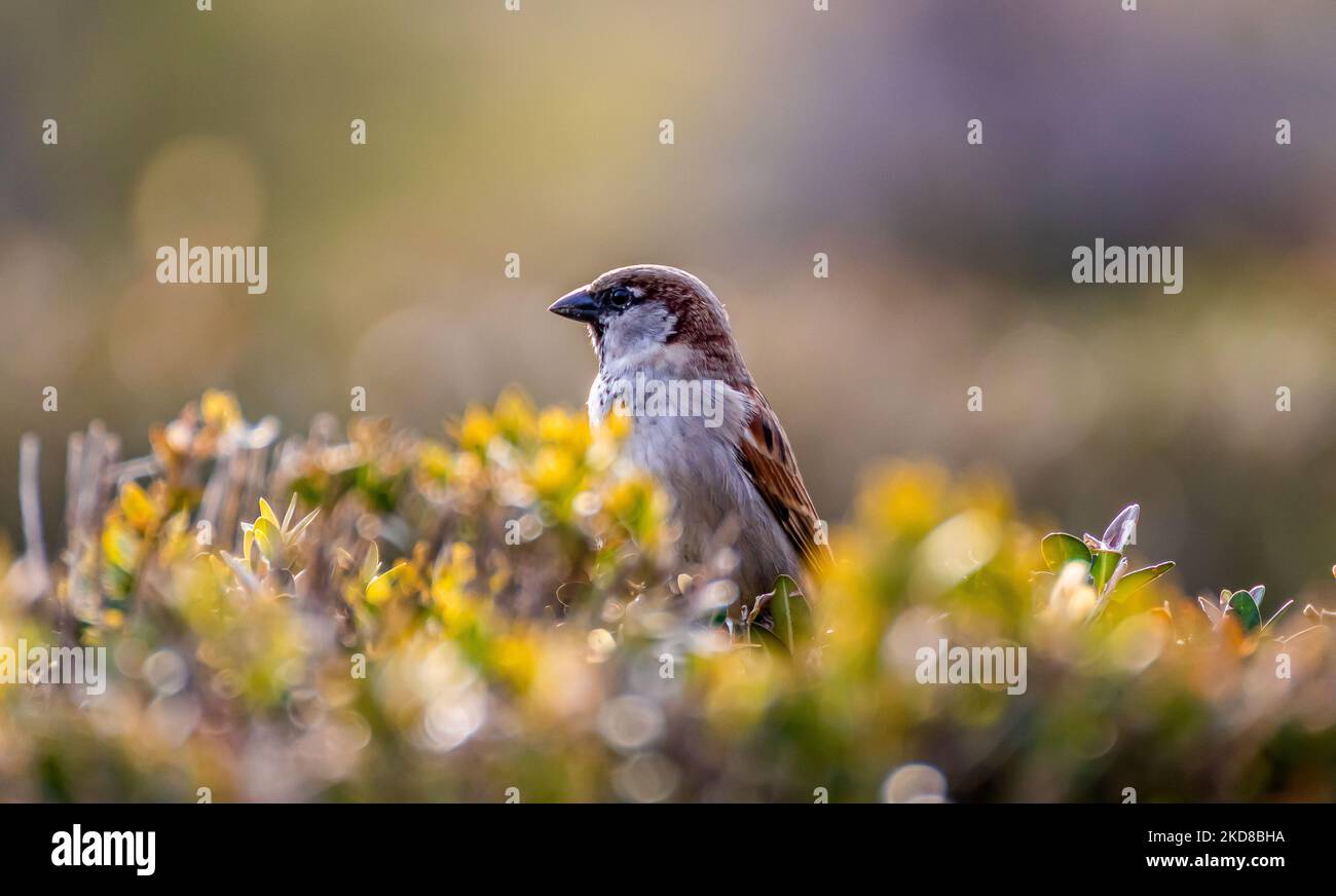 Sparrow standing on a bush Stock Photo - Alamy