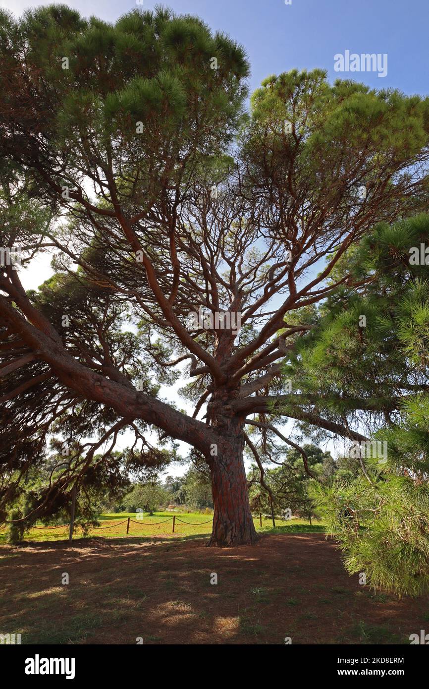 The Largest and Oldest Pine Tree in Ibiza, Spain Stock Photo - Alamy