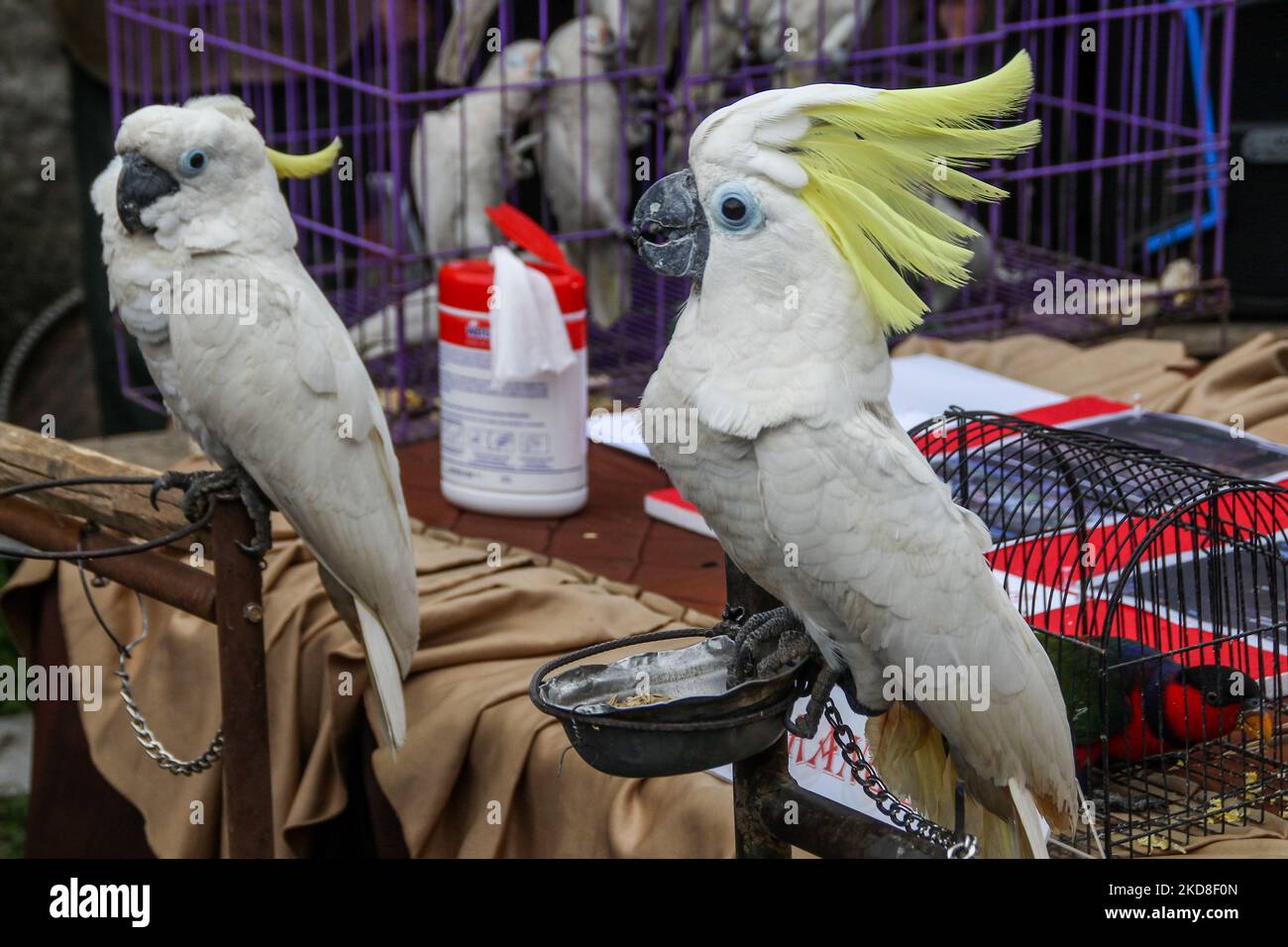 Yellow-crested cockatoo seized from illegal traders during a press ...