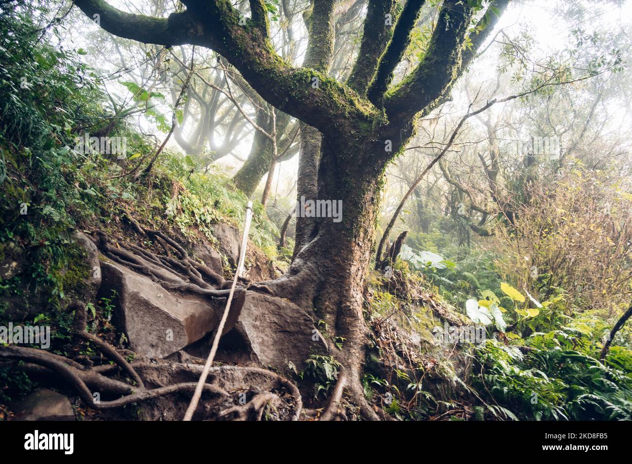 A closeup shot of a tree covered with moss in the surrounding of trees ...
