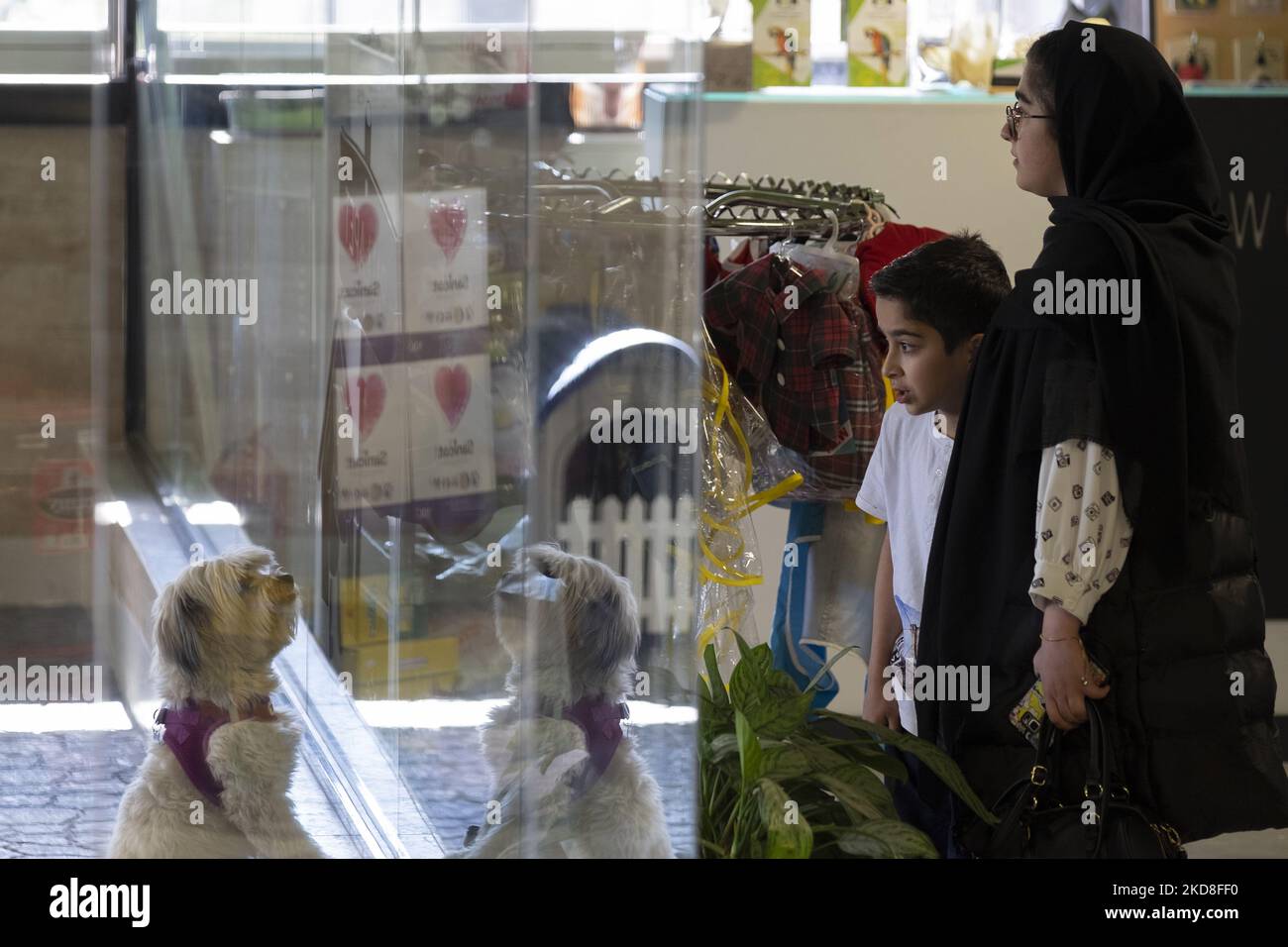 An Iranian boy looks on a puppy at the Pallapet petshop at Palladium ...