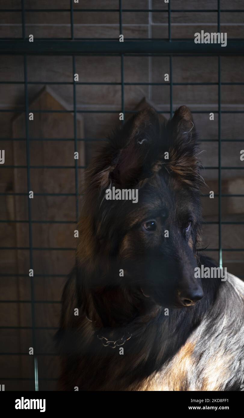A dog is pictured at the Pallapet petshop at Palladium shopping mall in ...