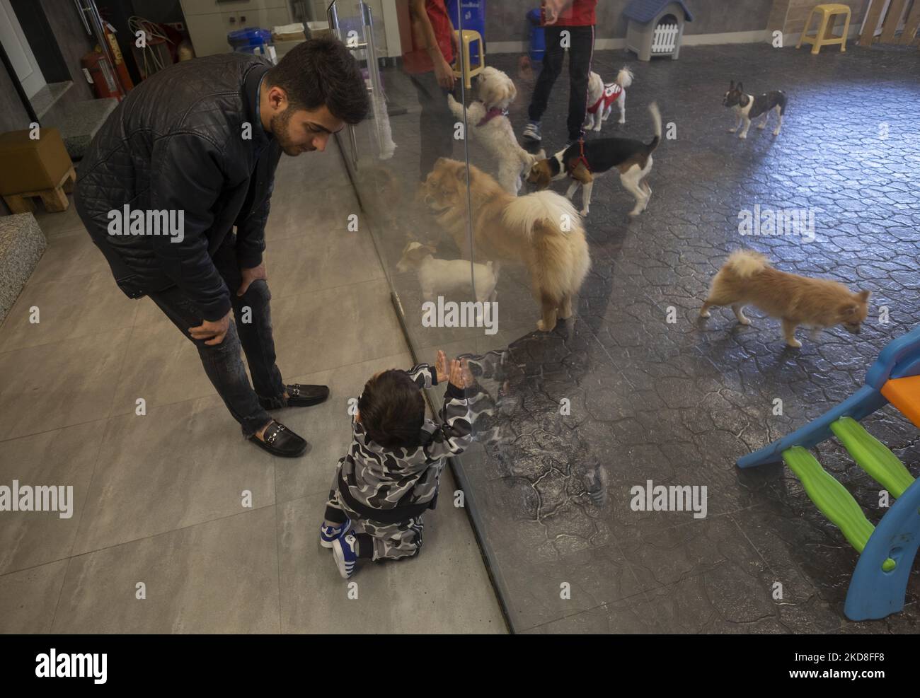 An Iranian young boy looks on puppies as his father wants to buy a ...
