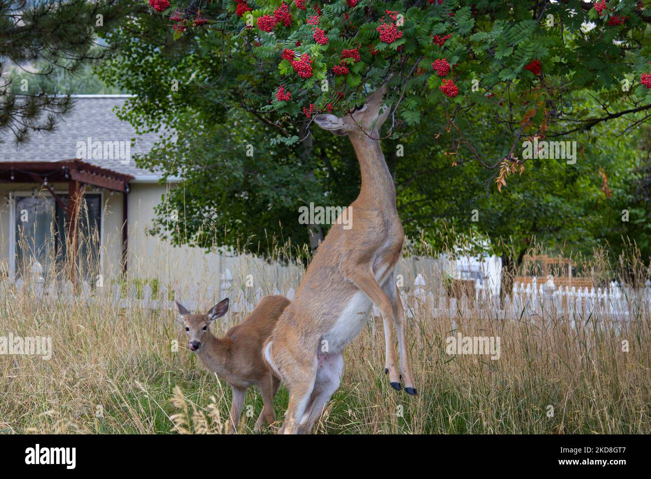 Deer feeding on berries in a suburban yard Stock Photo - Alamy